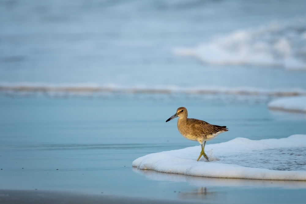 Bird Watching on The NC Coast | Holden Beach Blog